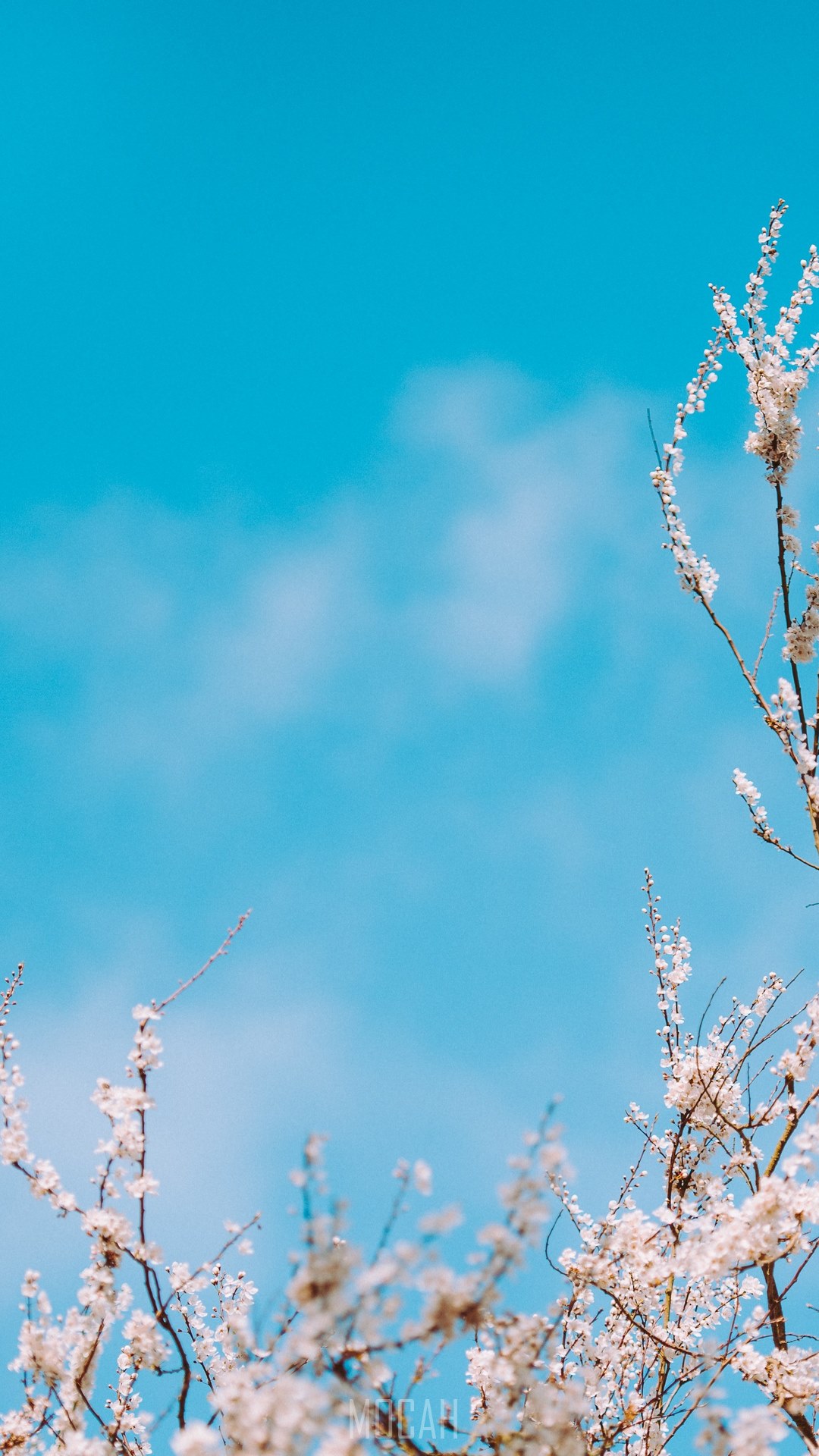 Blue Spring HD Wallpapers - Wallpaper Cave