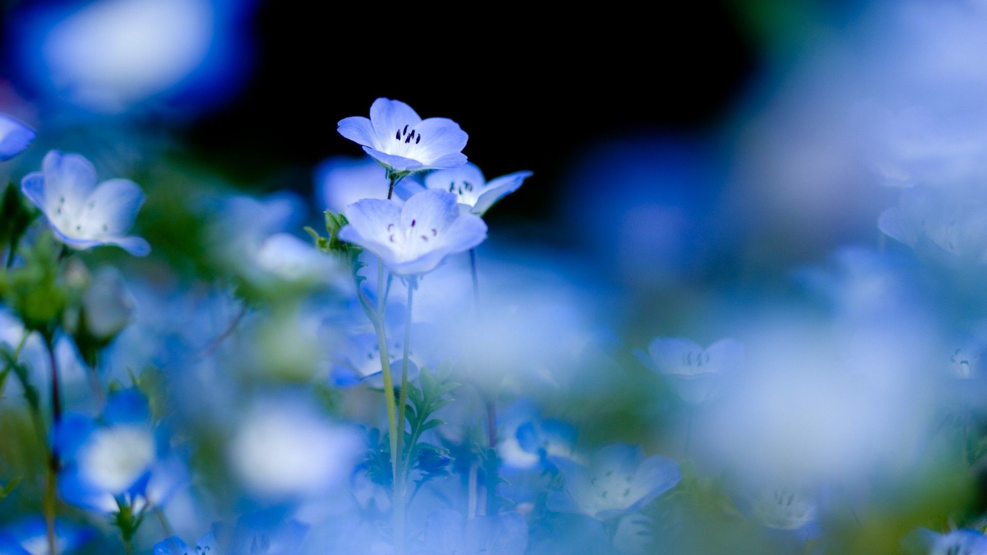 Blue Spring HD Wallpapers - Wallpaper Cave