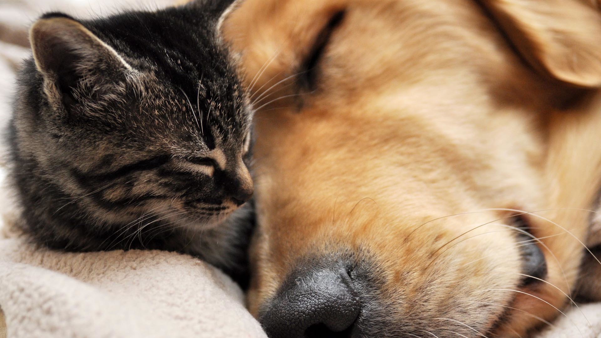 Dog Best Friends Wallpapers - Wallpaper Cave