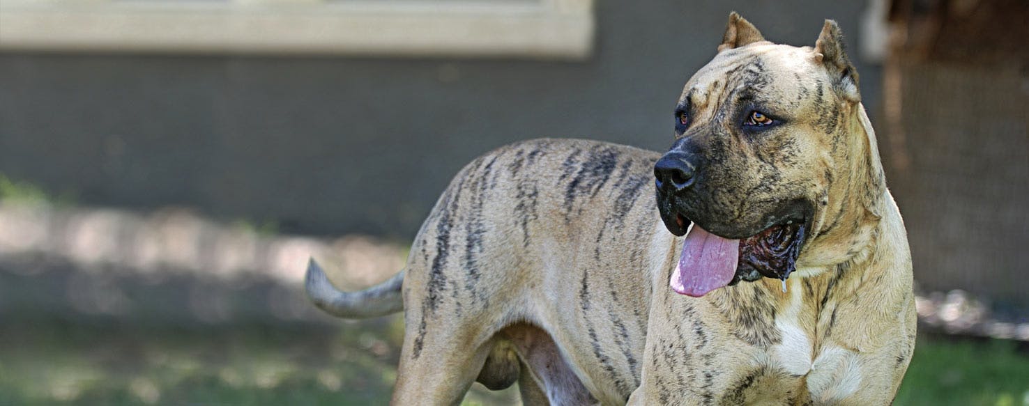 Perro De Presa Canario Wallpapers - Wallpaper Cave
