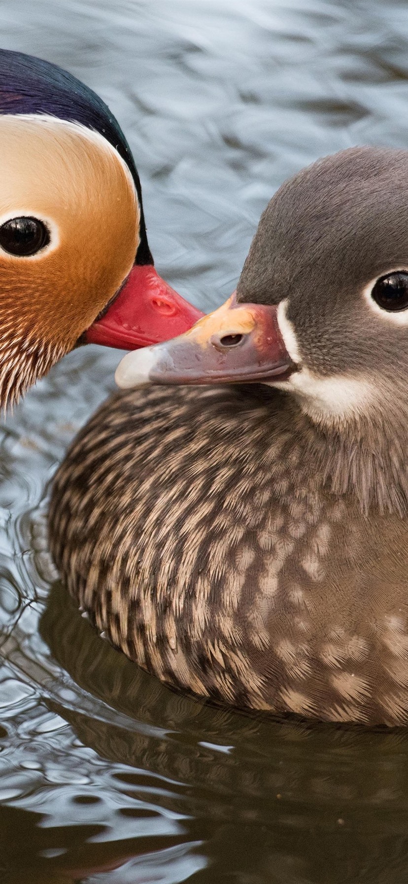 Mandarin Ducks Wallpapers - Wallpaper Cave