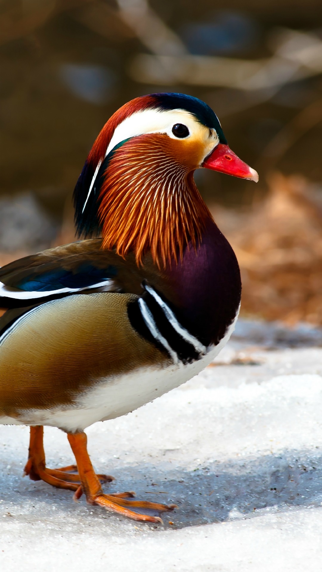 Mandarin Ducks Wallpapers - Wallpaper Cave