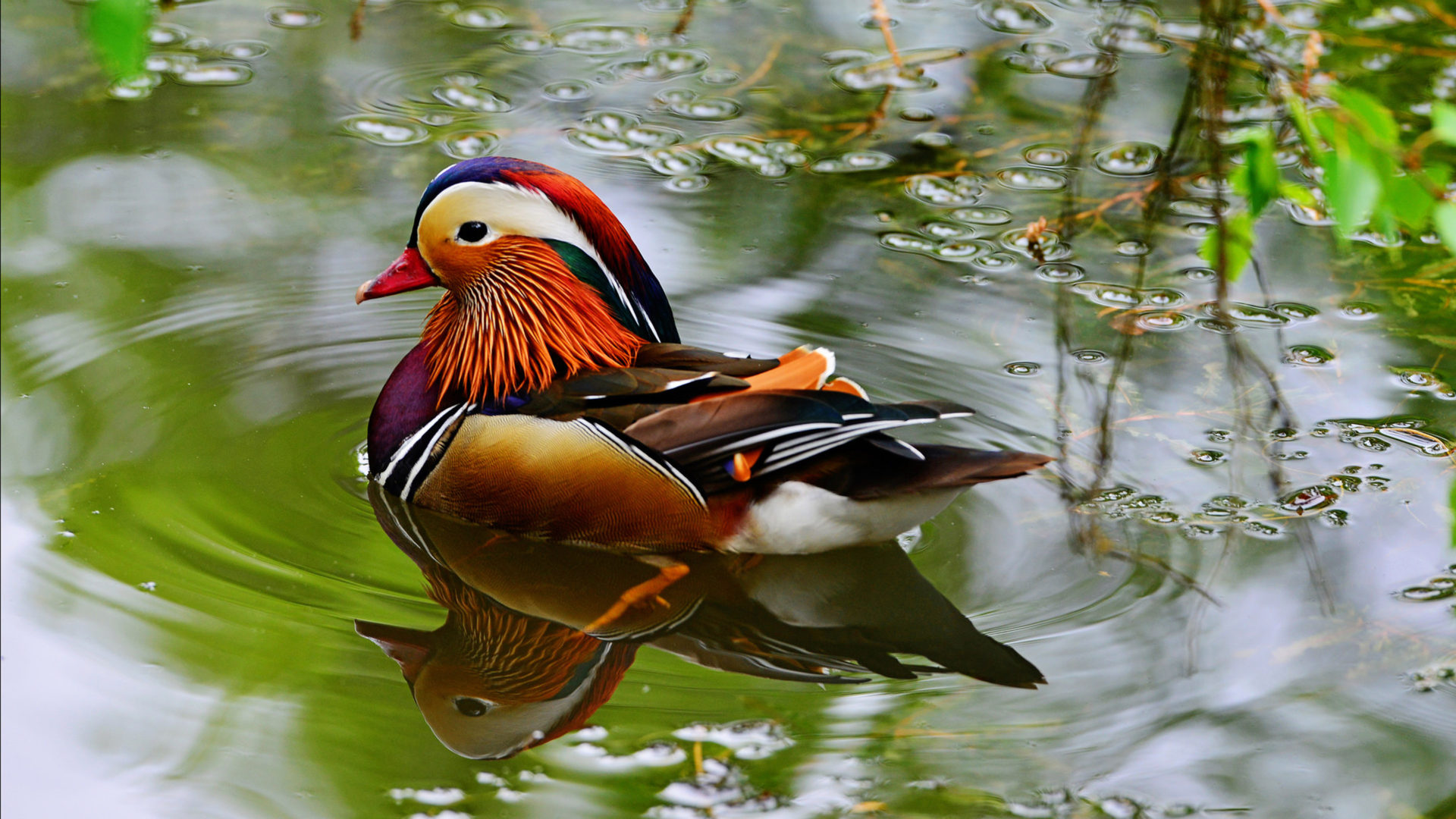 Mandarin Ducks Wallpapers - Wallpaper Cave