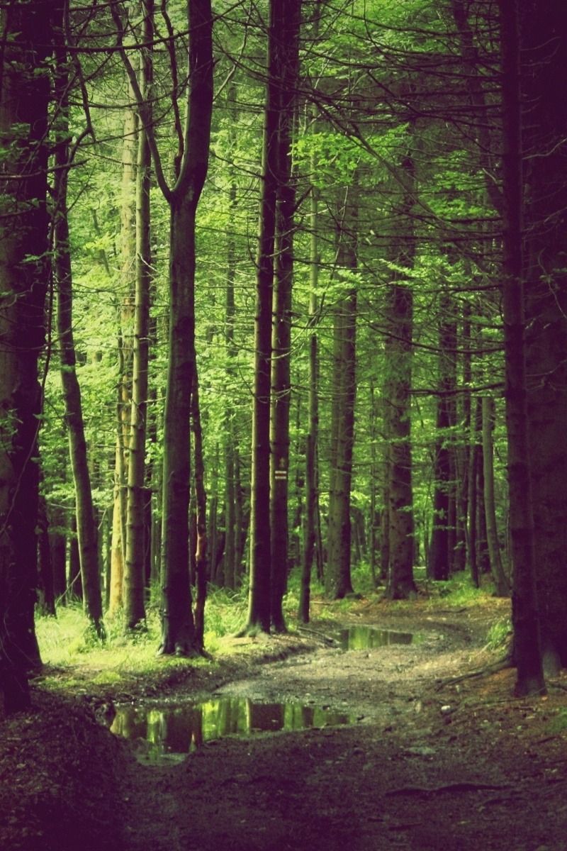 Spring Forest Mobile Wallpapers - Wallpaper Cave