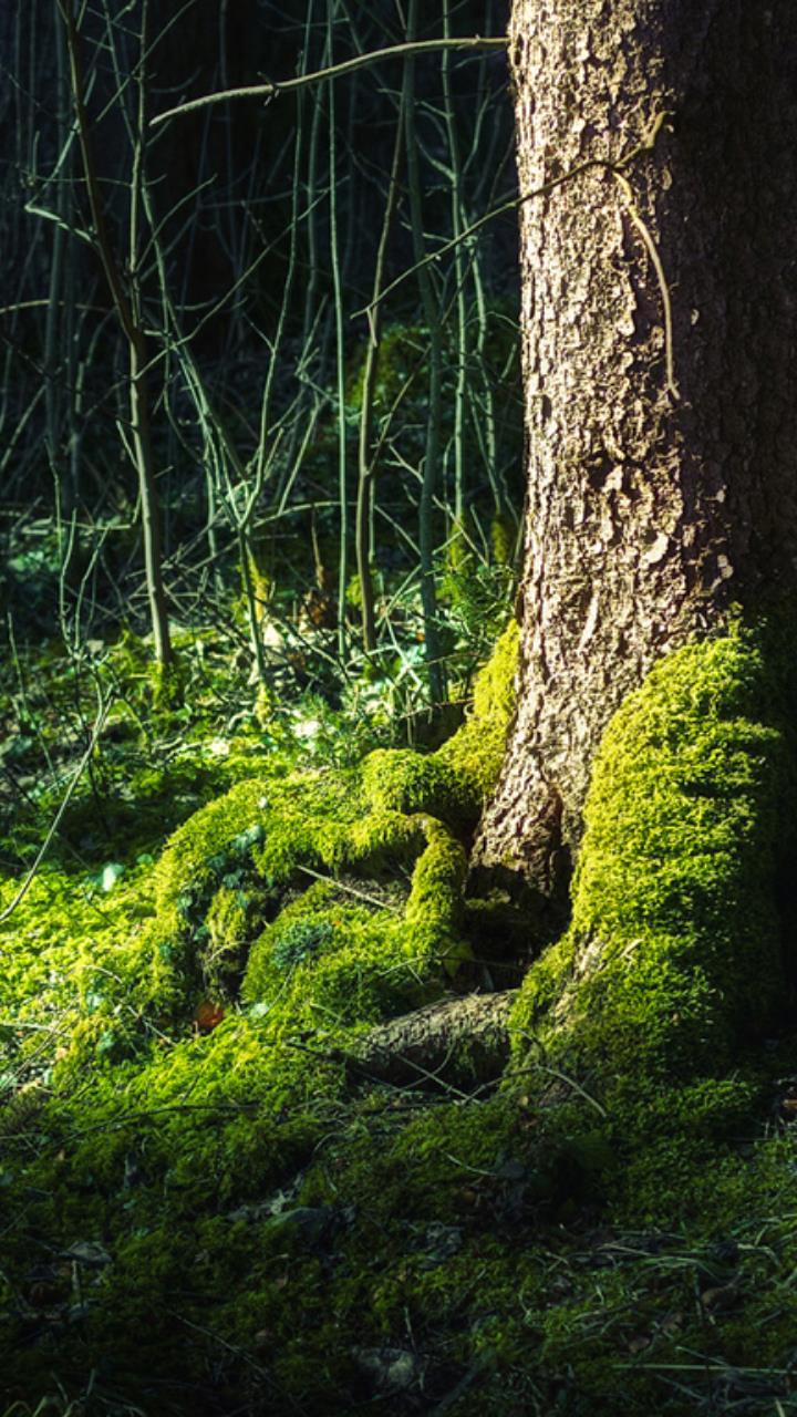 Spring Forest Mobile Wallpapers - Wallpaper Cave