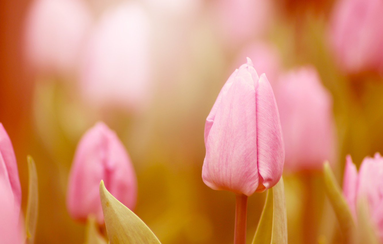 Light Spring Colour Flower Wallpapers - Wallpaper Cave