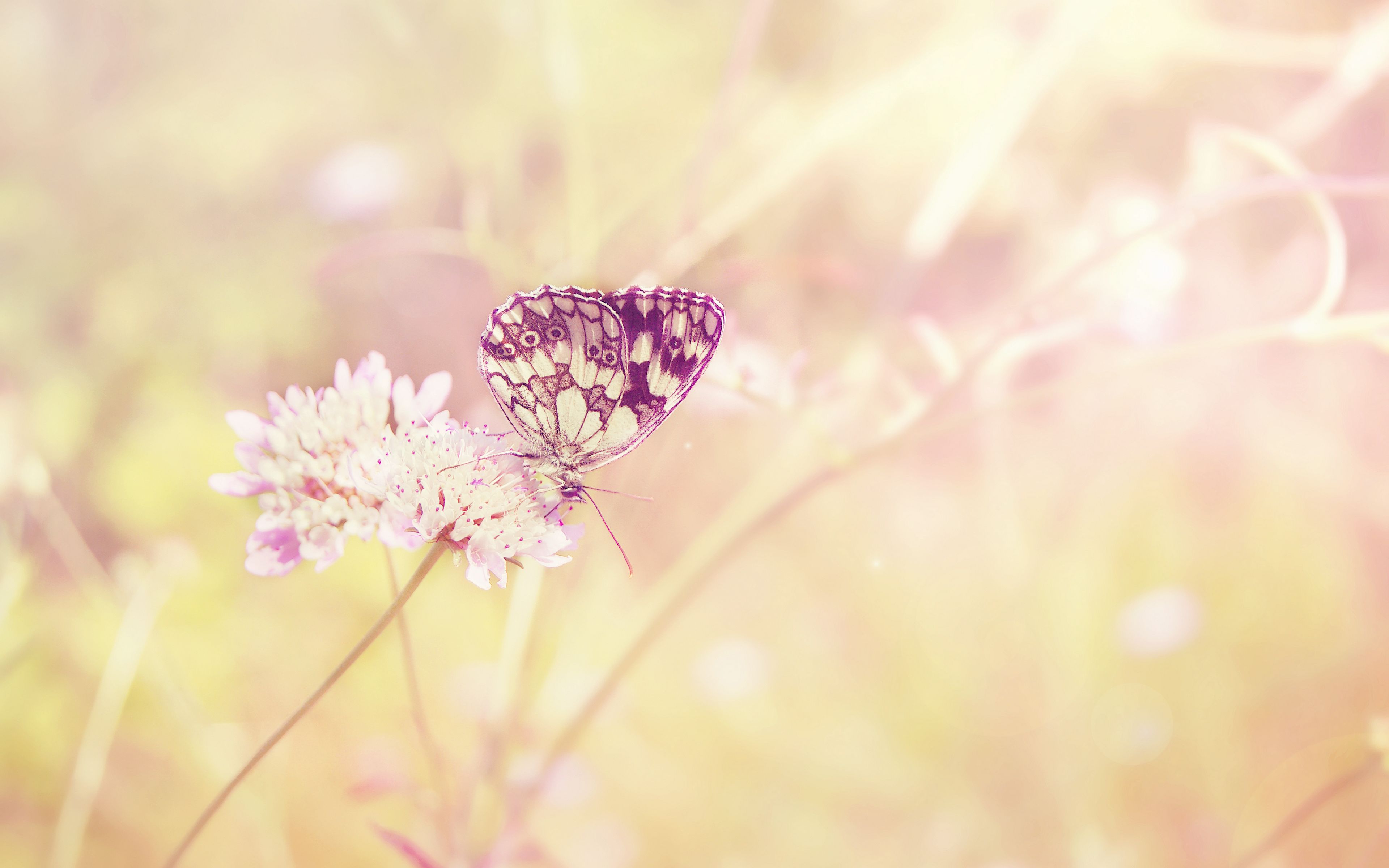 Light Spring Colour Flower Wallpapers - Wallpaper Cave