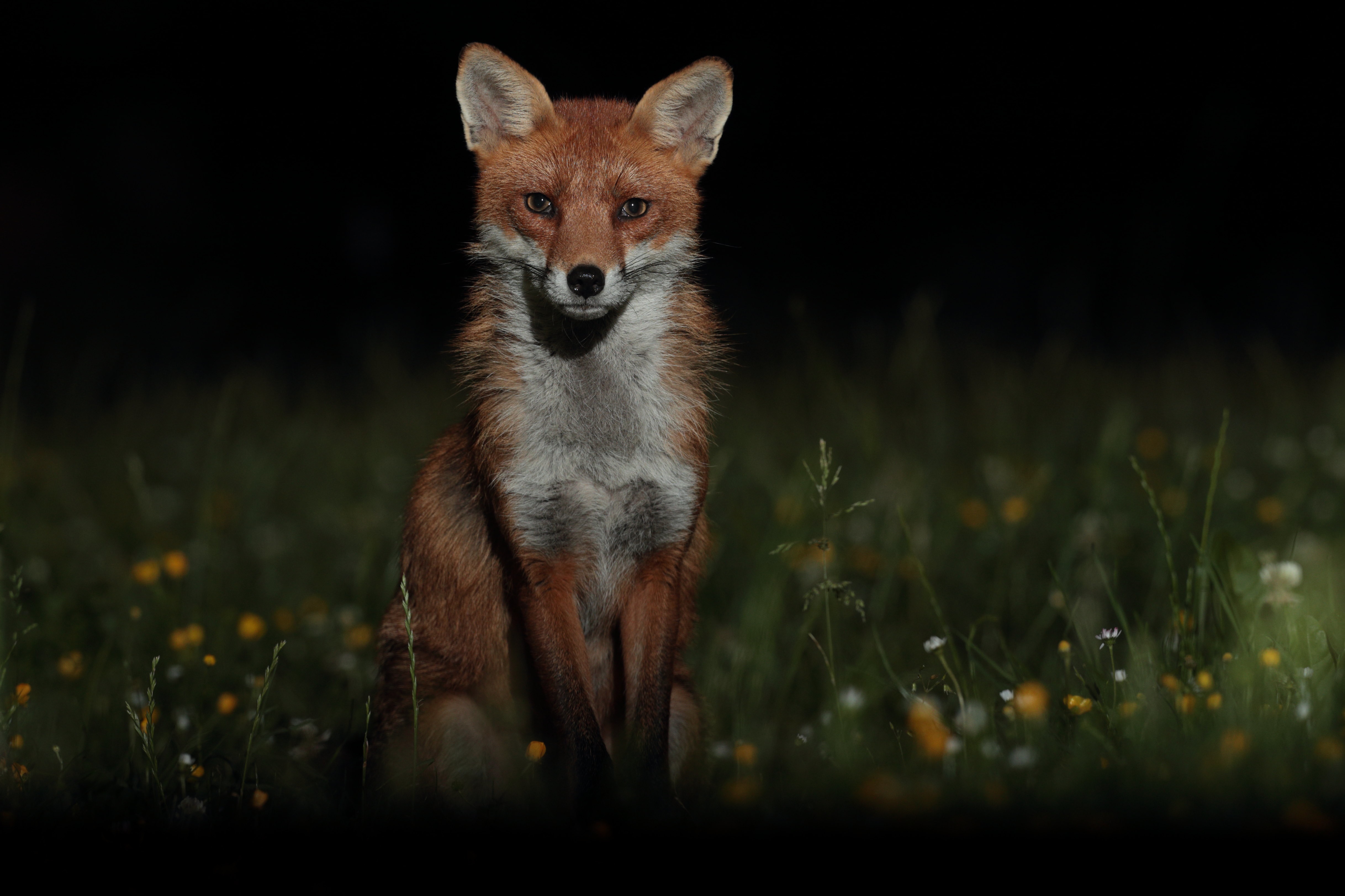 Majestic Fox Wallpapers - Wallpaper Cave