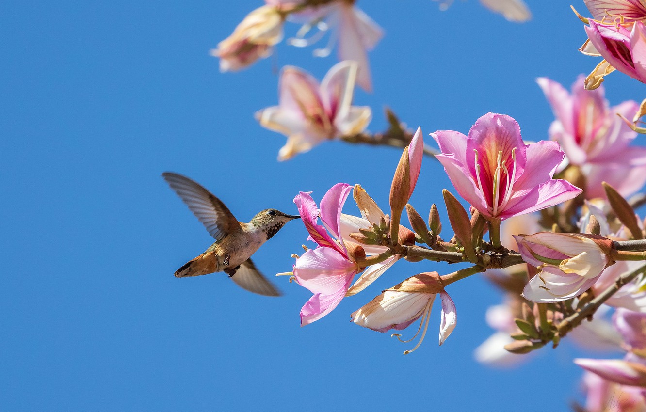 Spring Hummingbird Flowers Wallpapers - Wallpaper Cave