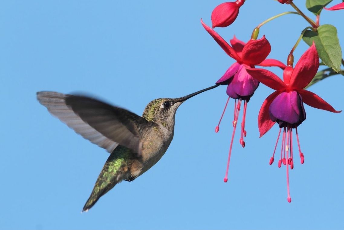 Spring Hummingbird Flowers Wallpapers - Wallpaper Cave