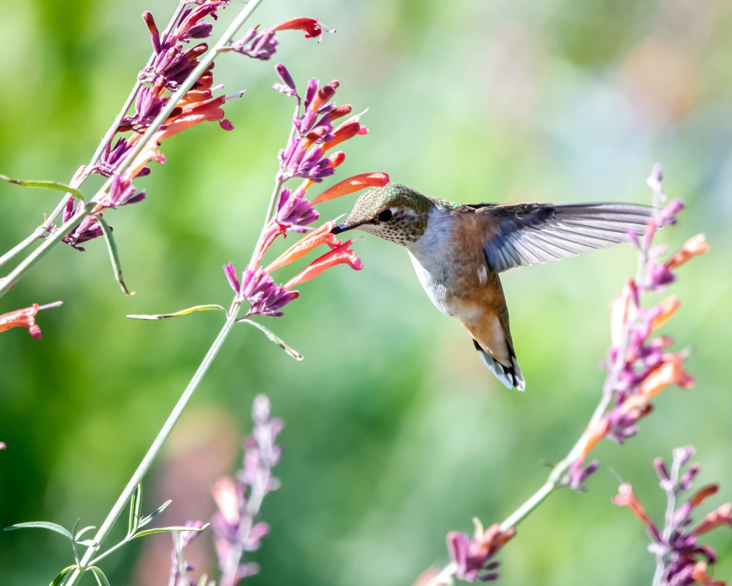 Spring Hummingbird Flowers Wallpapers - Wallpaper Cave