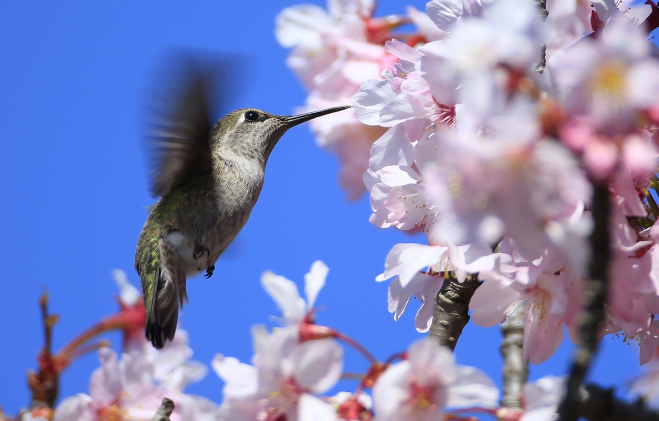 Spring Hummingbird Flowers Wallpapers - Wallpaper Cave