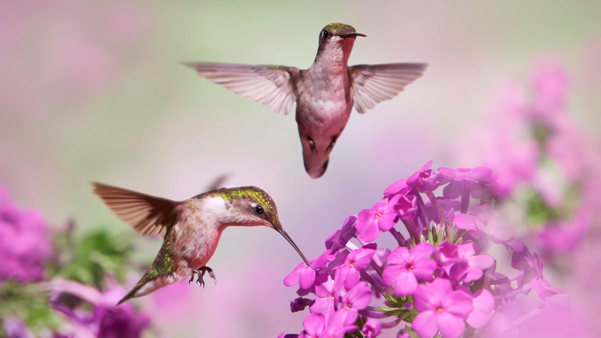 Spring Hummingbird Flowers Wallpapers - Wallpaper Cave