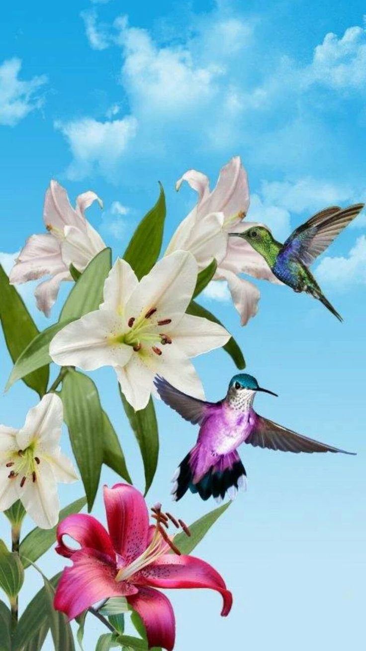 Spring Hummingbird Flowers Wallpapers - Wallpaper Cave