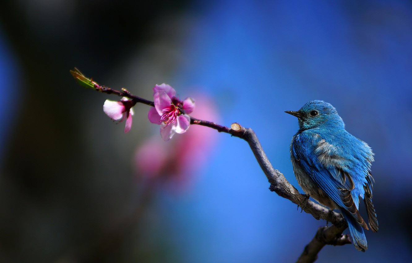 Spring Hummingbird Flowers Wallpapers - Wallpaper Cave