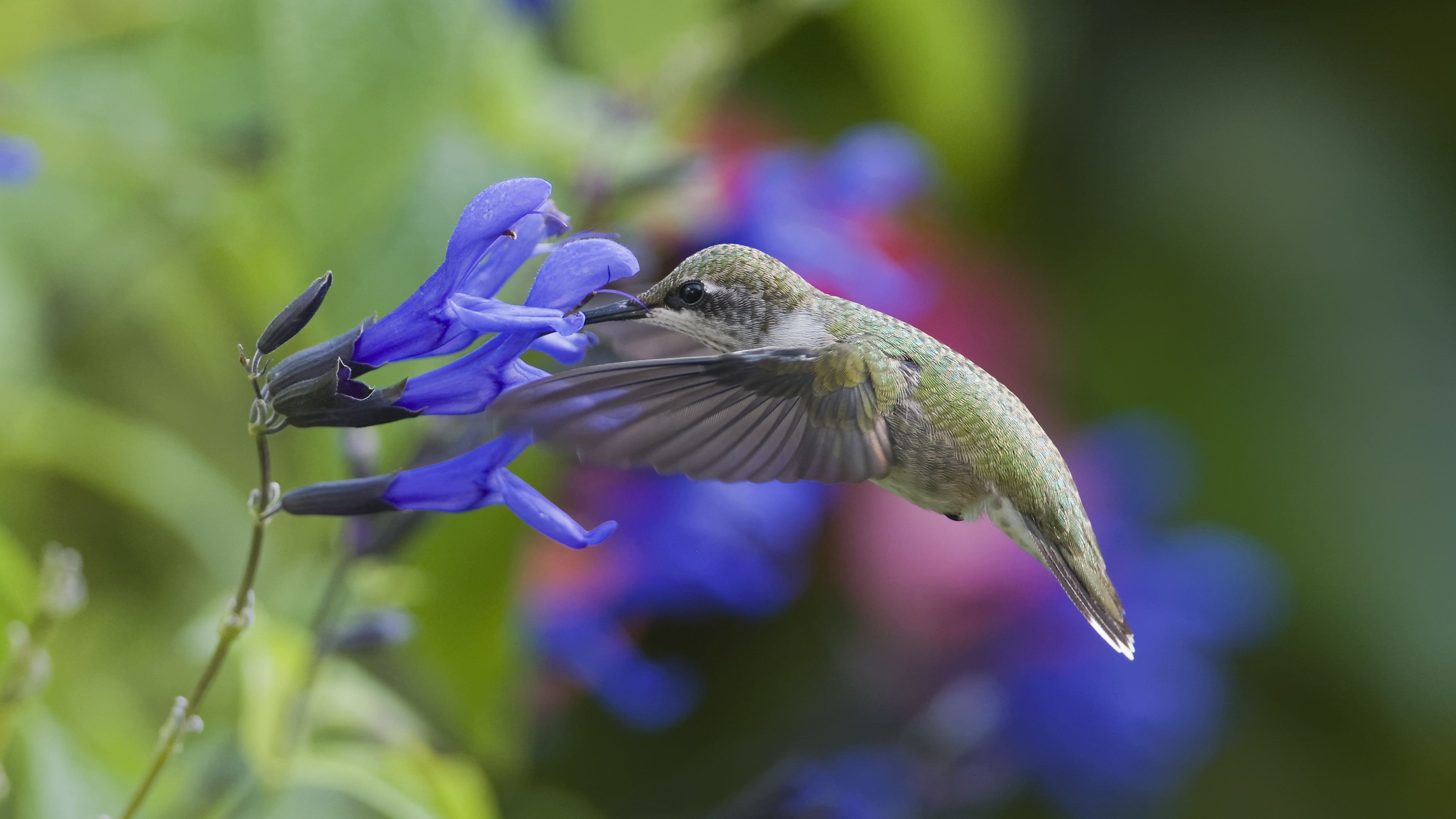 Spring Hummingbird Flowers Wallpapers - Wallpaper Cave