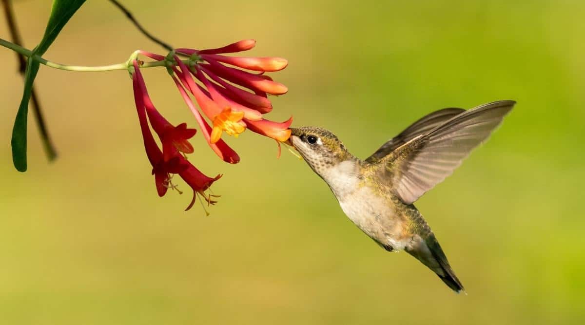 Spring Hummingbird Flowers Wallpapers - Wallpaper Cave