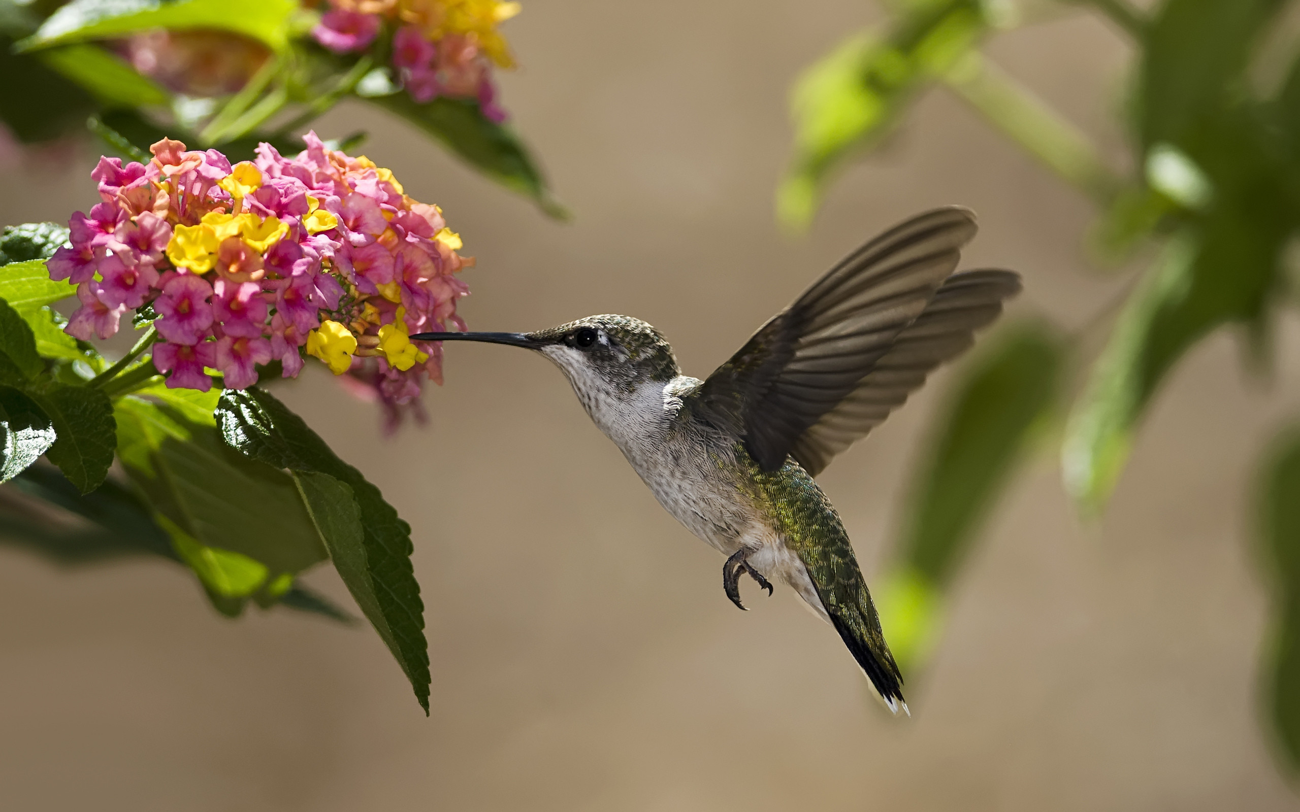 Spring Hummingbird Flowers Wallpapers - Wallpaper Cave