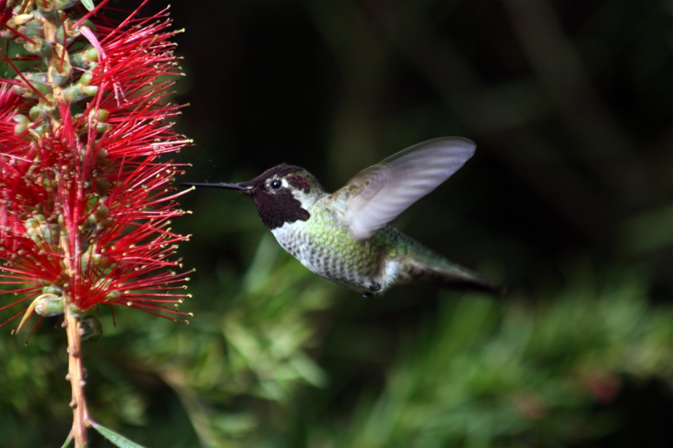 Spring Hummingbird Flowers Wallpapers - Wallpaper Cave