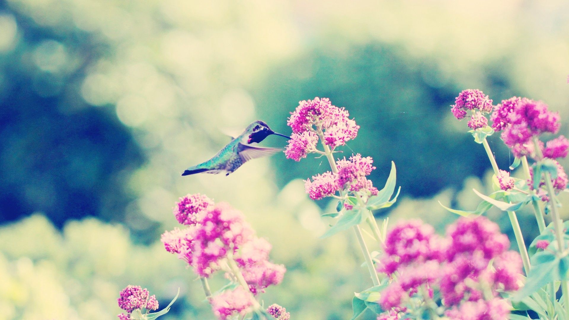 Spring Hummingbird Flowers Wallpapers - Wallpaper Cave