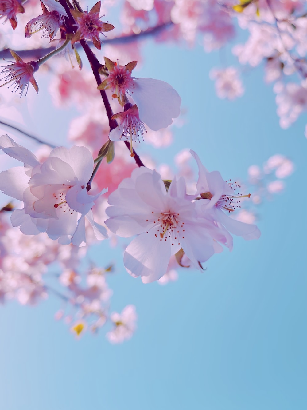 Pink Spring Flowers HD Wallpapers - Wallpaper Cave