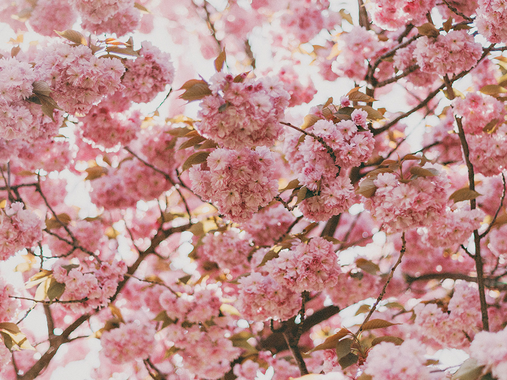 Pink Spring Flowers HD Wallpapers - Wallpaper Cave