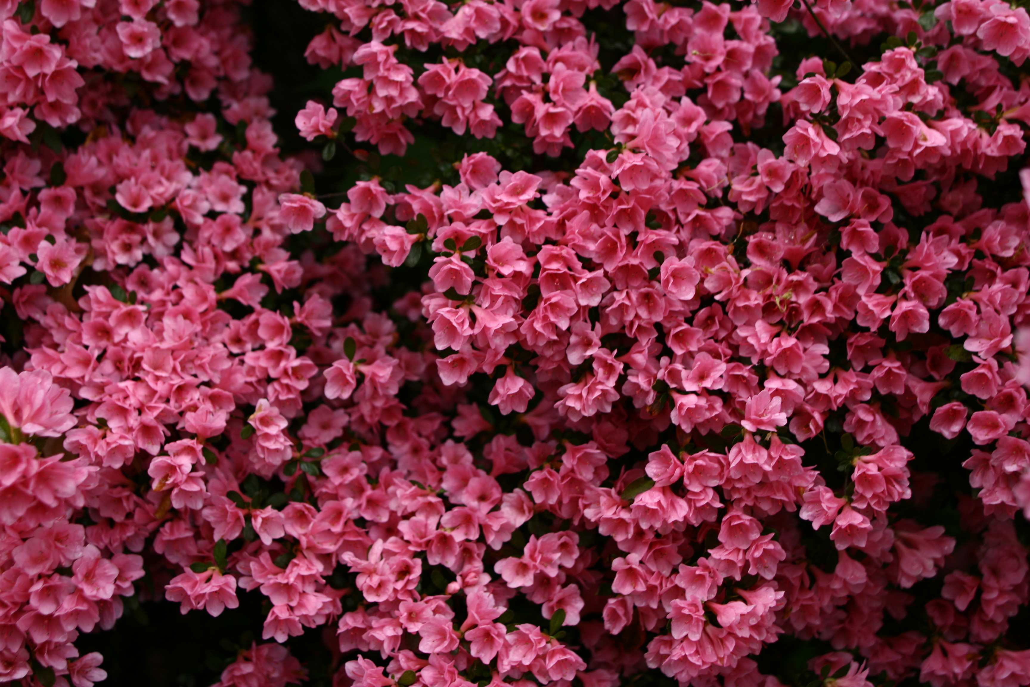 Pink Spring Flowers HD Wallpapers - Wallpaper Cave