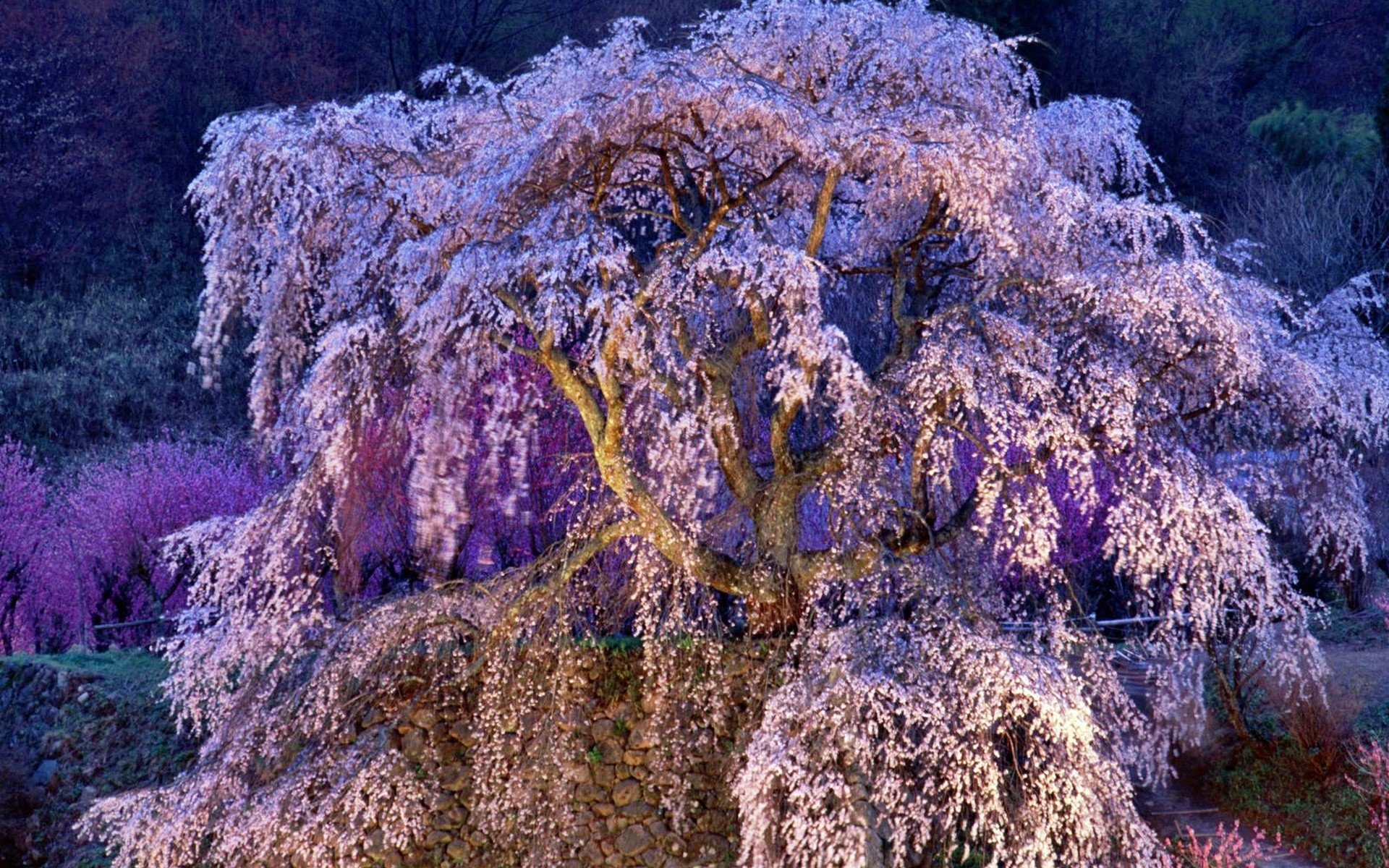 Purple Spring Japan Wallpapers - Wallpaper Cave