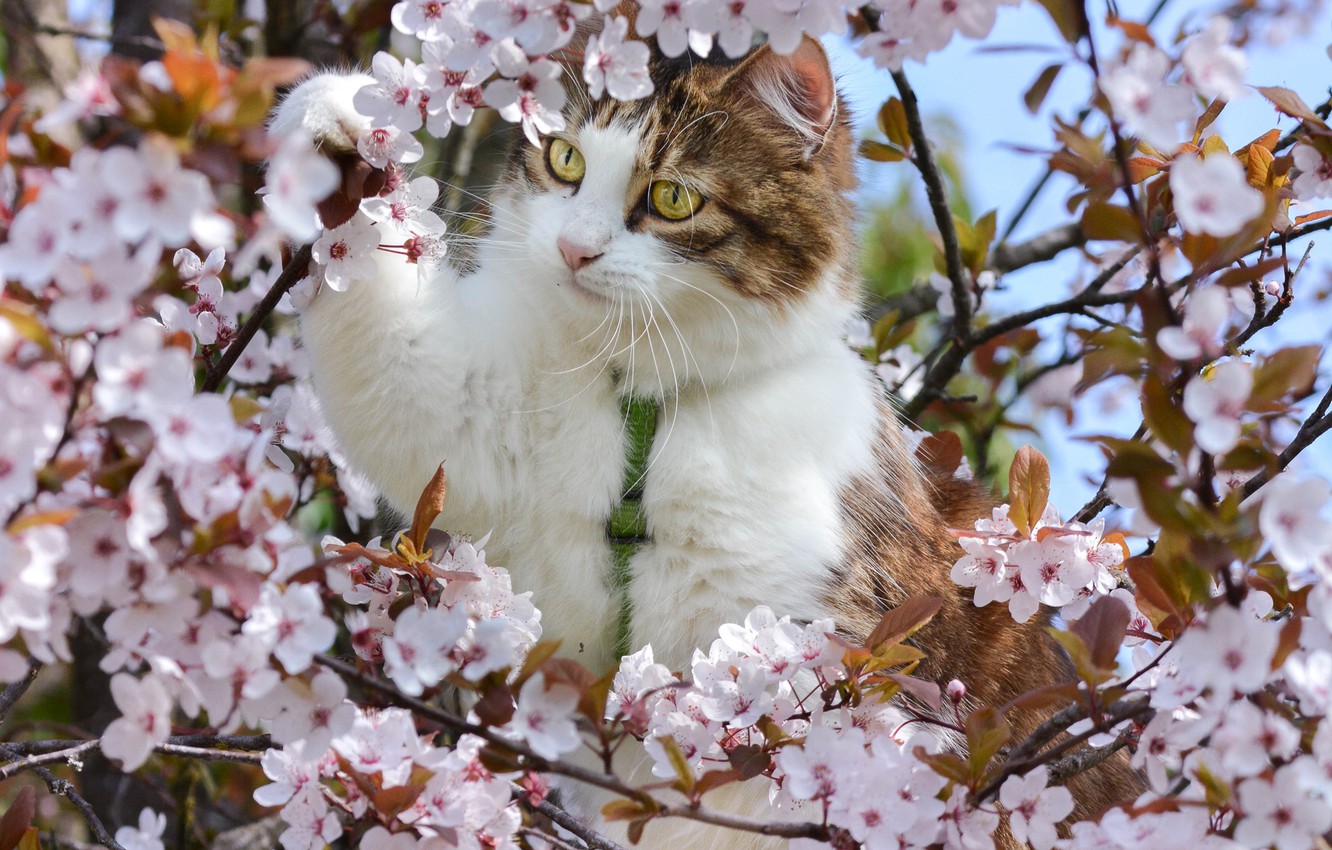 Spring Cats Wallpapers - Wallpaper Cave