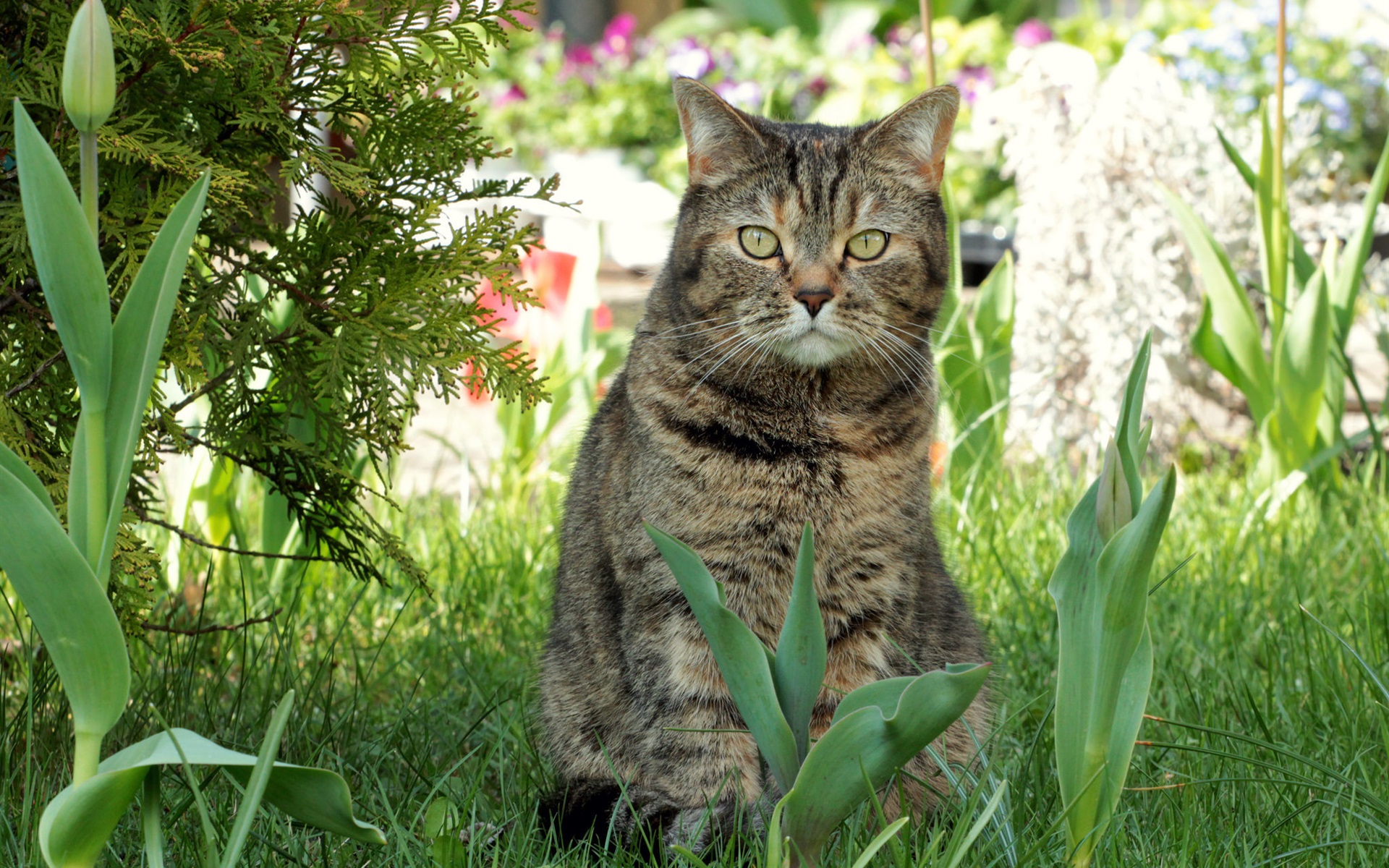 Spring Cats Wallpapers - Wallpaper Cave