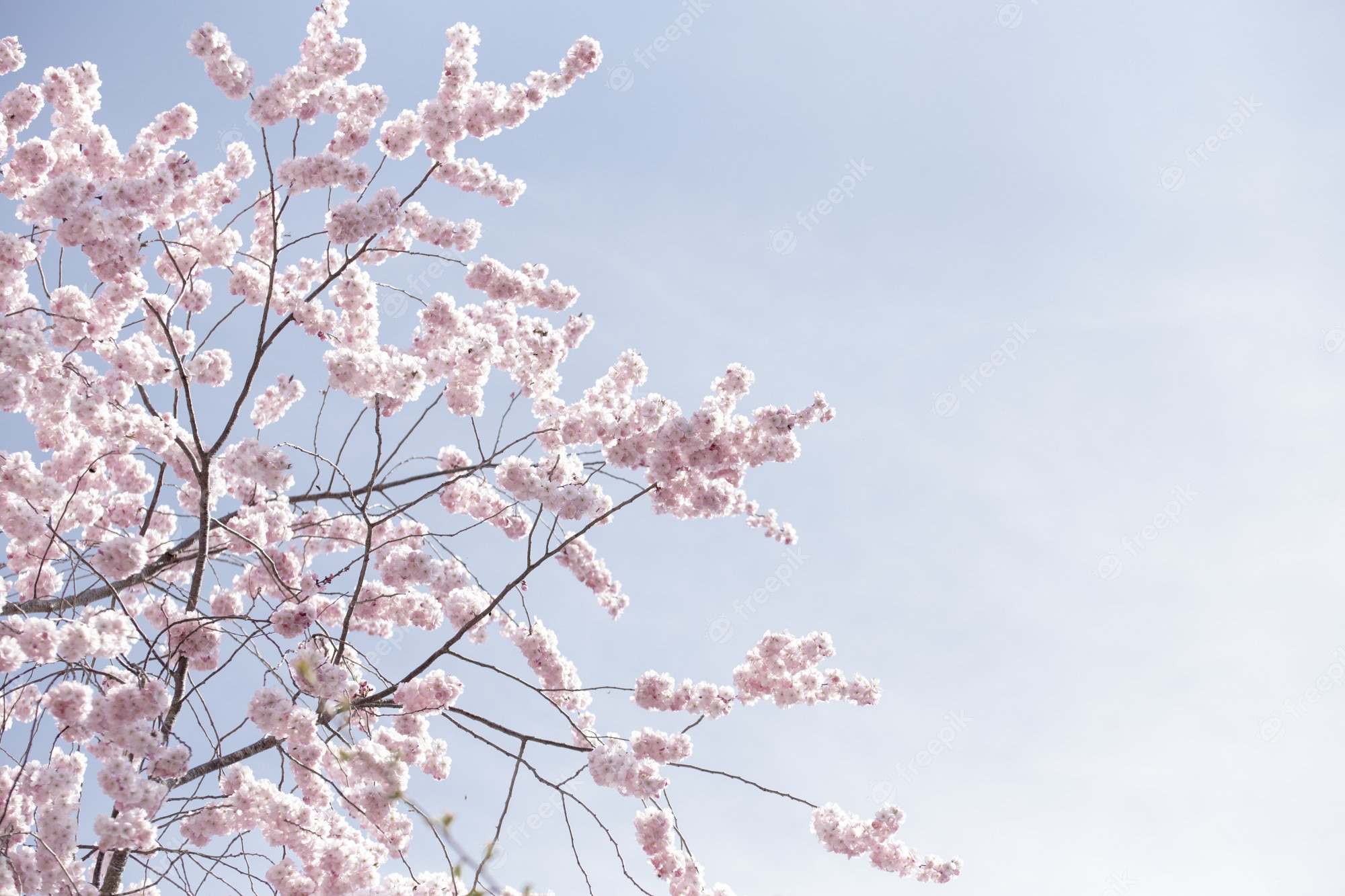 Pink Spring Aesthetic Wallpapers - Wallpaper Cave