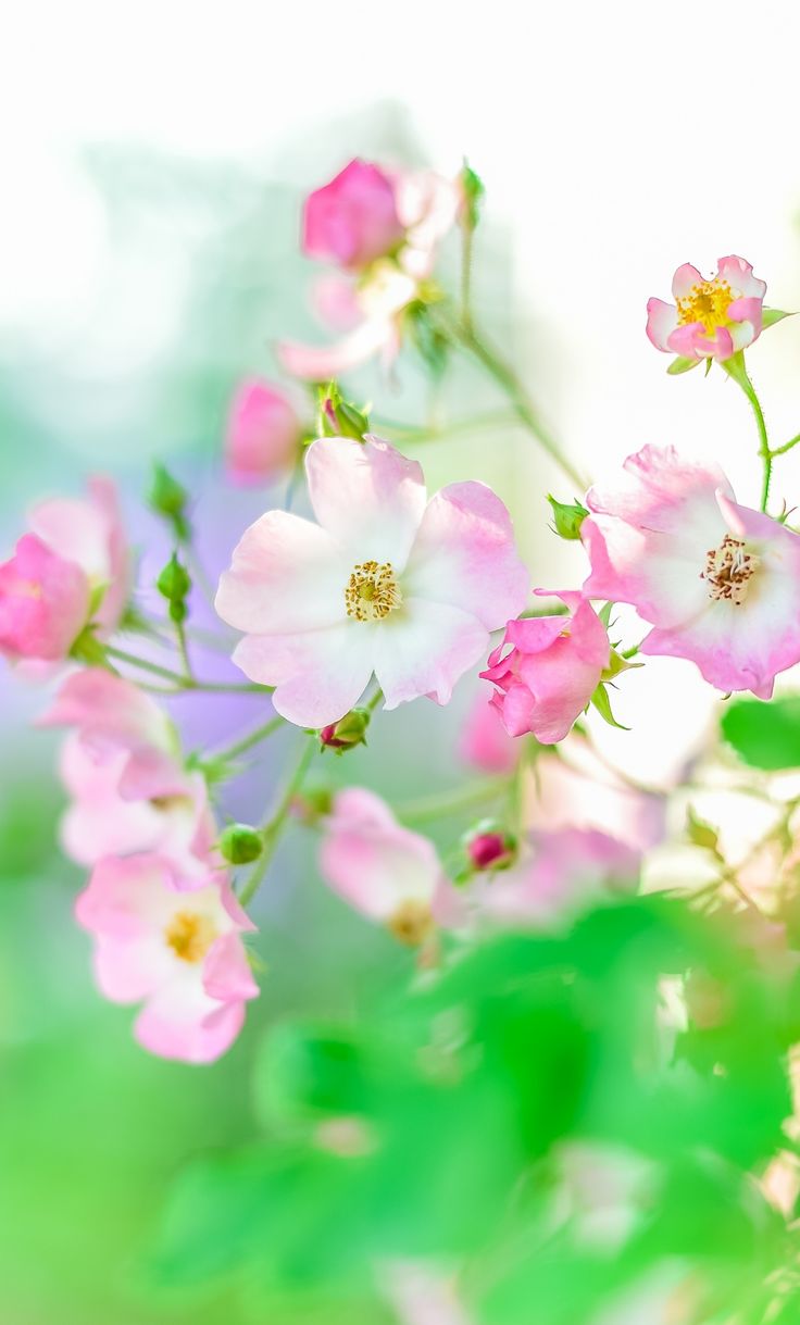 Portrait Spring Flowers Wallpapers - Wallpaper Cave