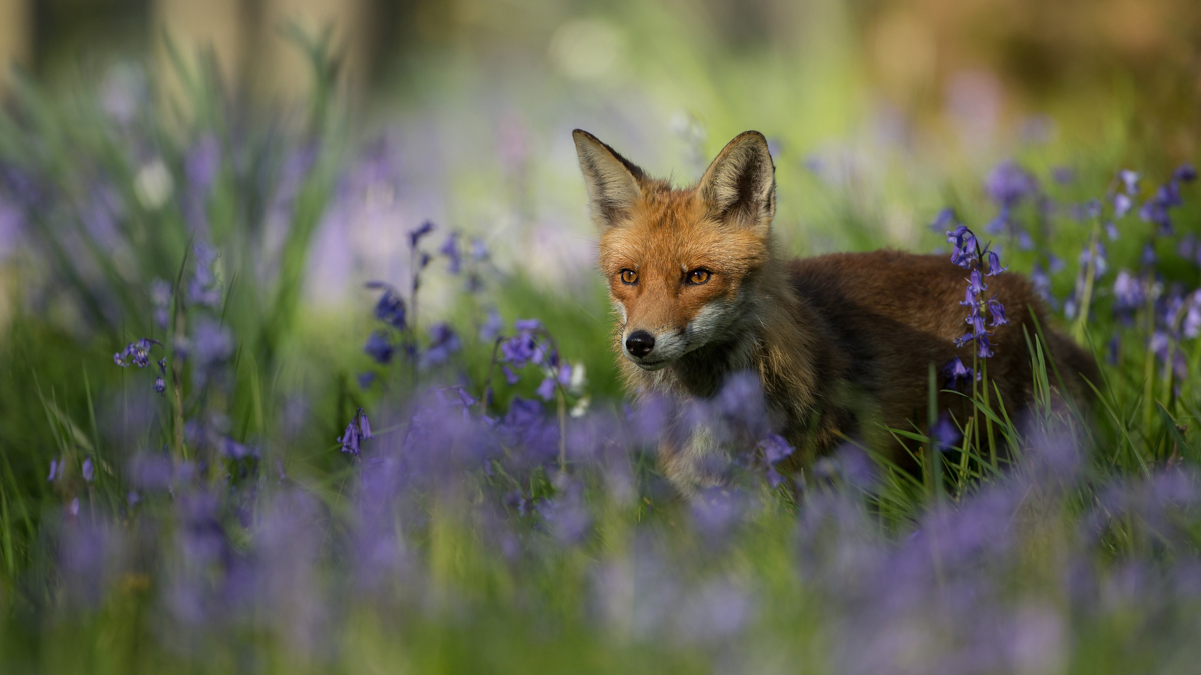 Plants Summer Wallpapers - Wallpaper Cave