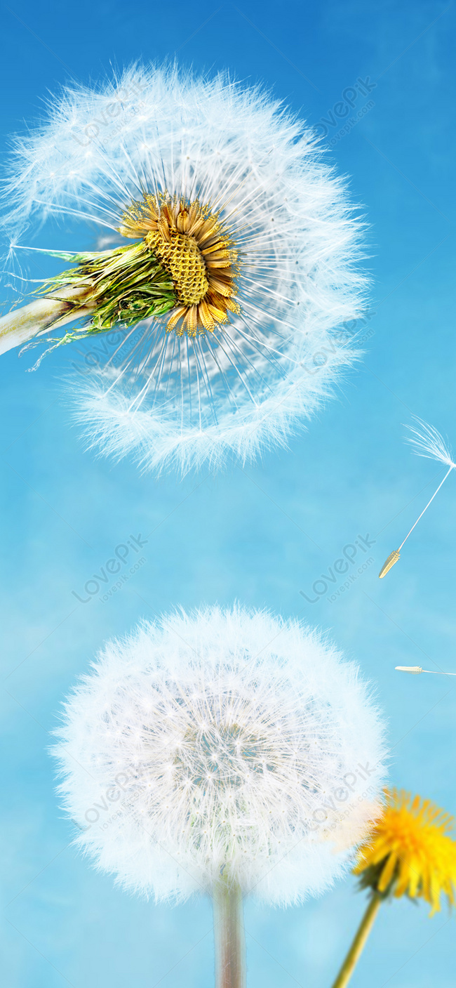 Common Dandelion Wallpapers - Wallpaper Cave