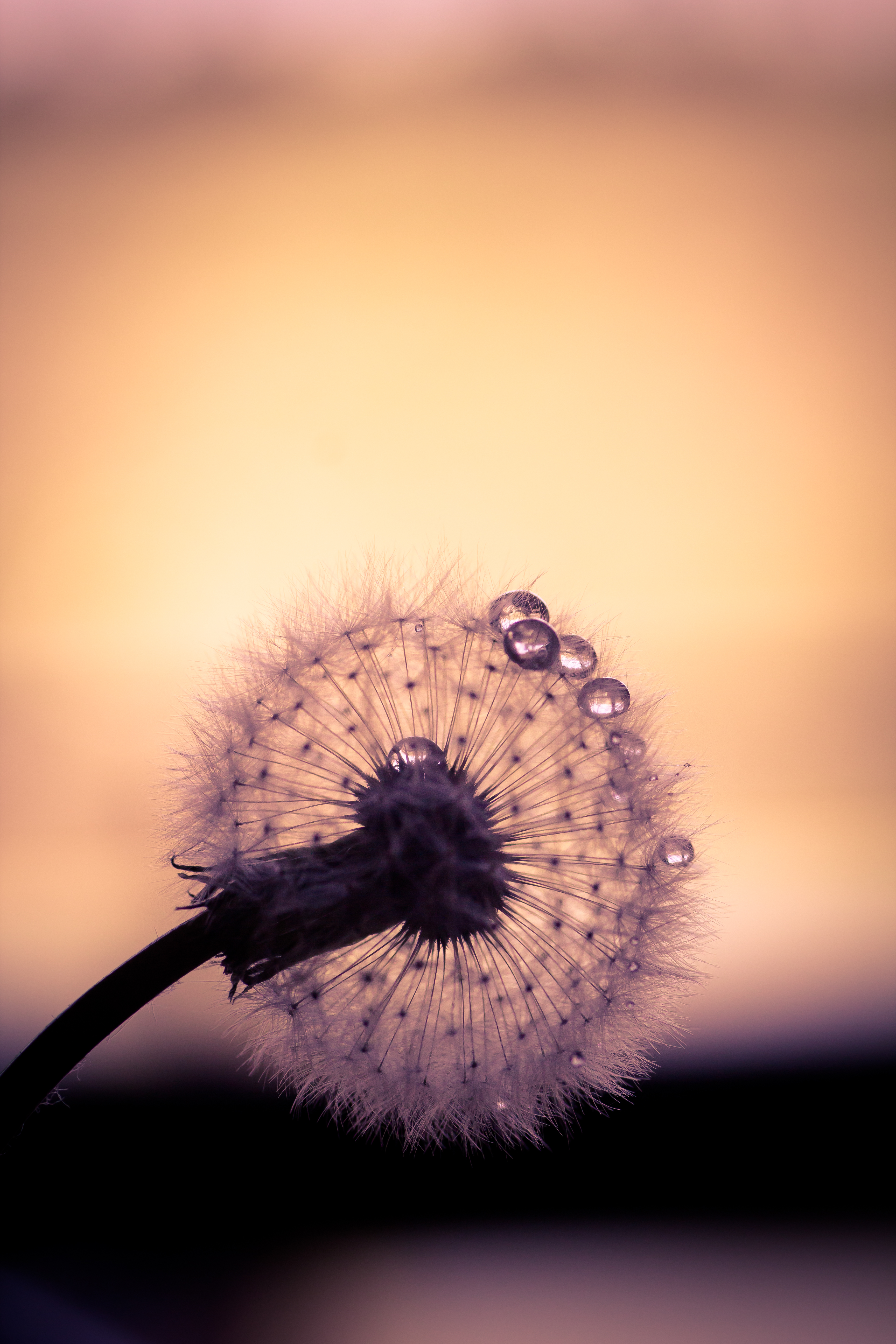 Common Dandelion Wallpapers - Wallpaper Cave