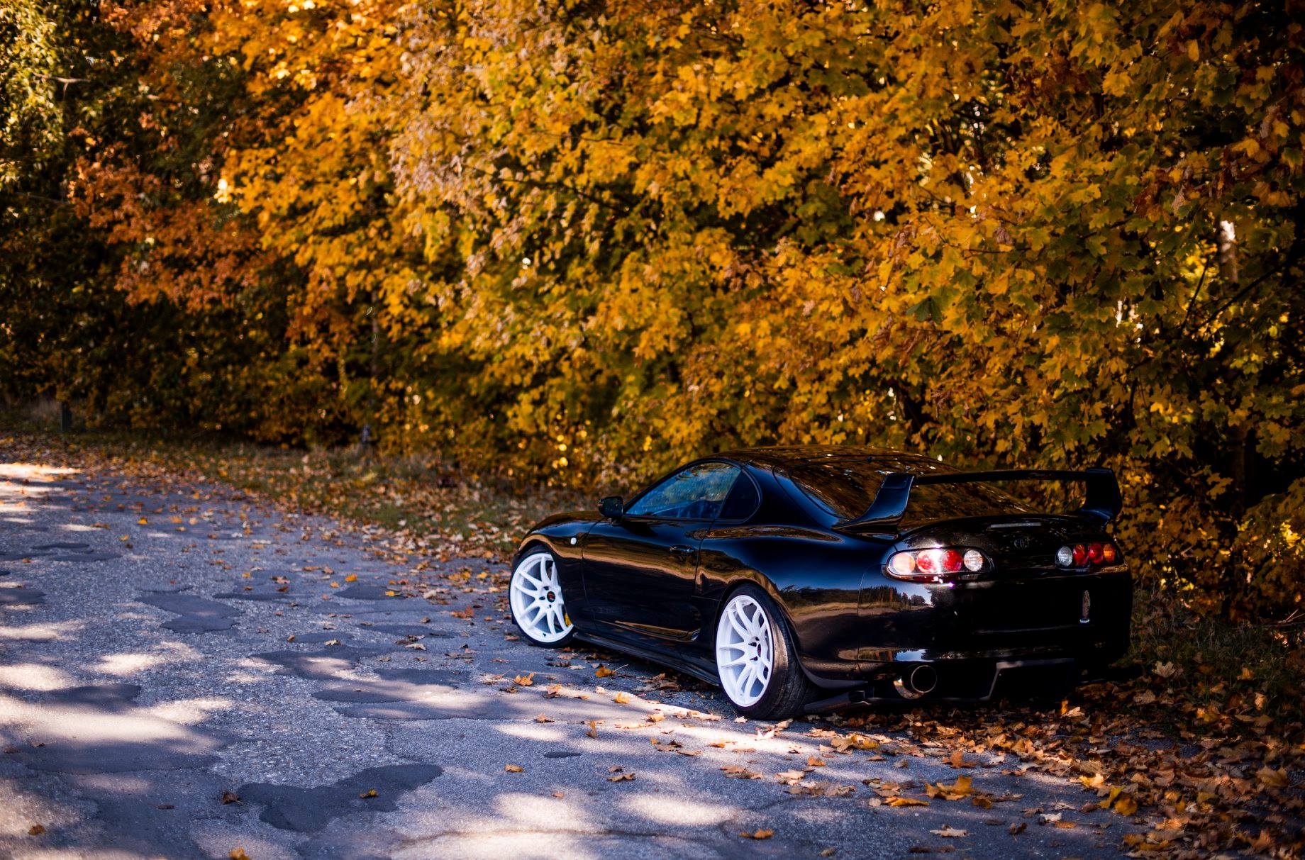 Supra Autumn Wallpapers - Wallpaper Cave
