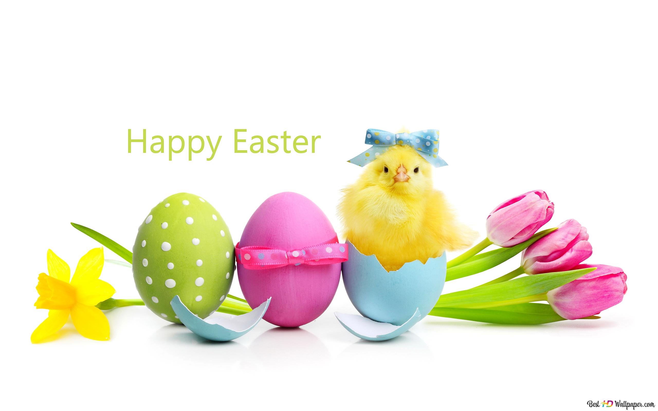 Happy Easter Chickens Wallpapers - Wallpaper Cave