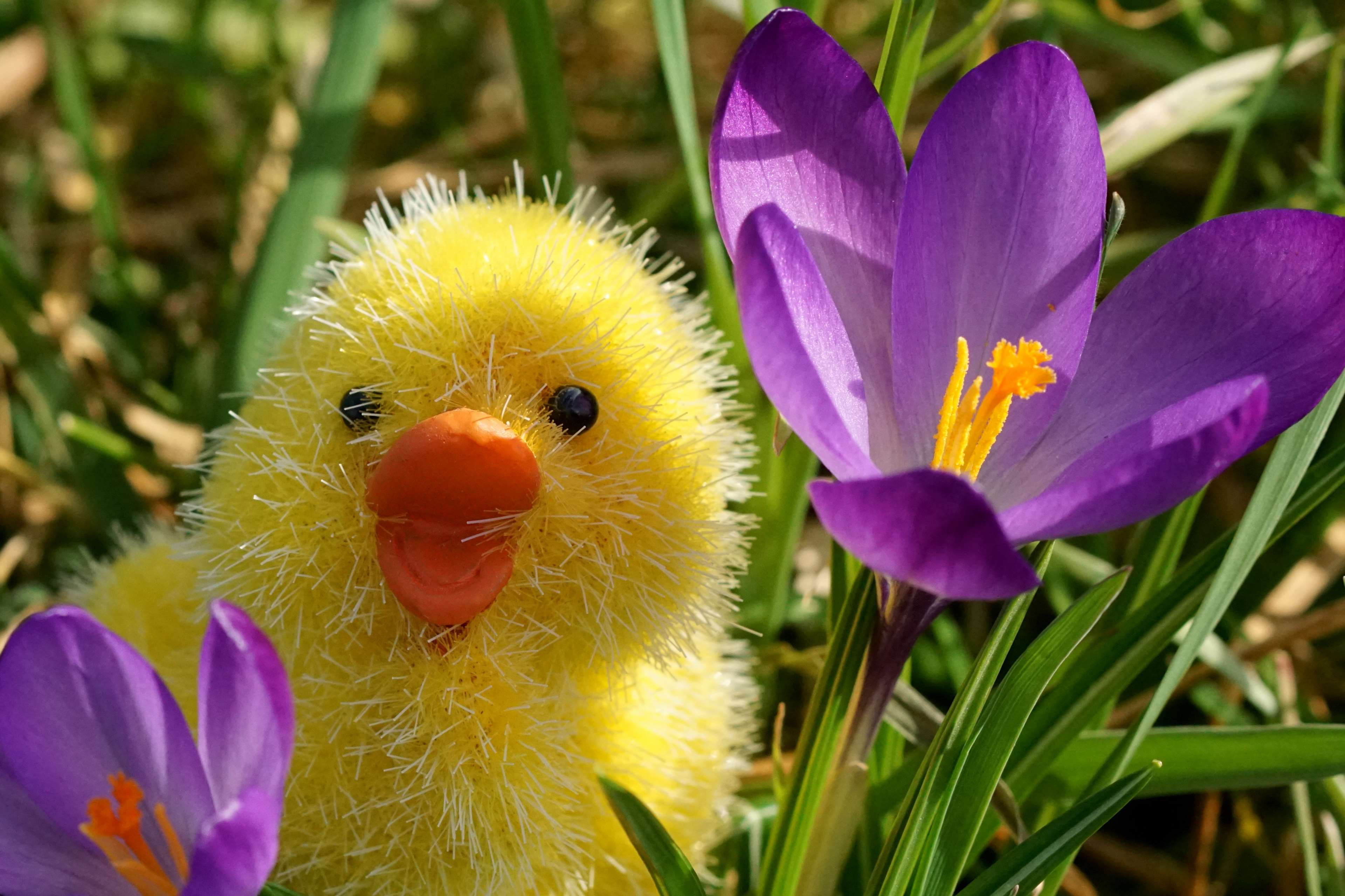 Happy Easter Chickens Wallpapers - Wallpaper Cave