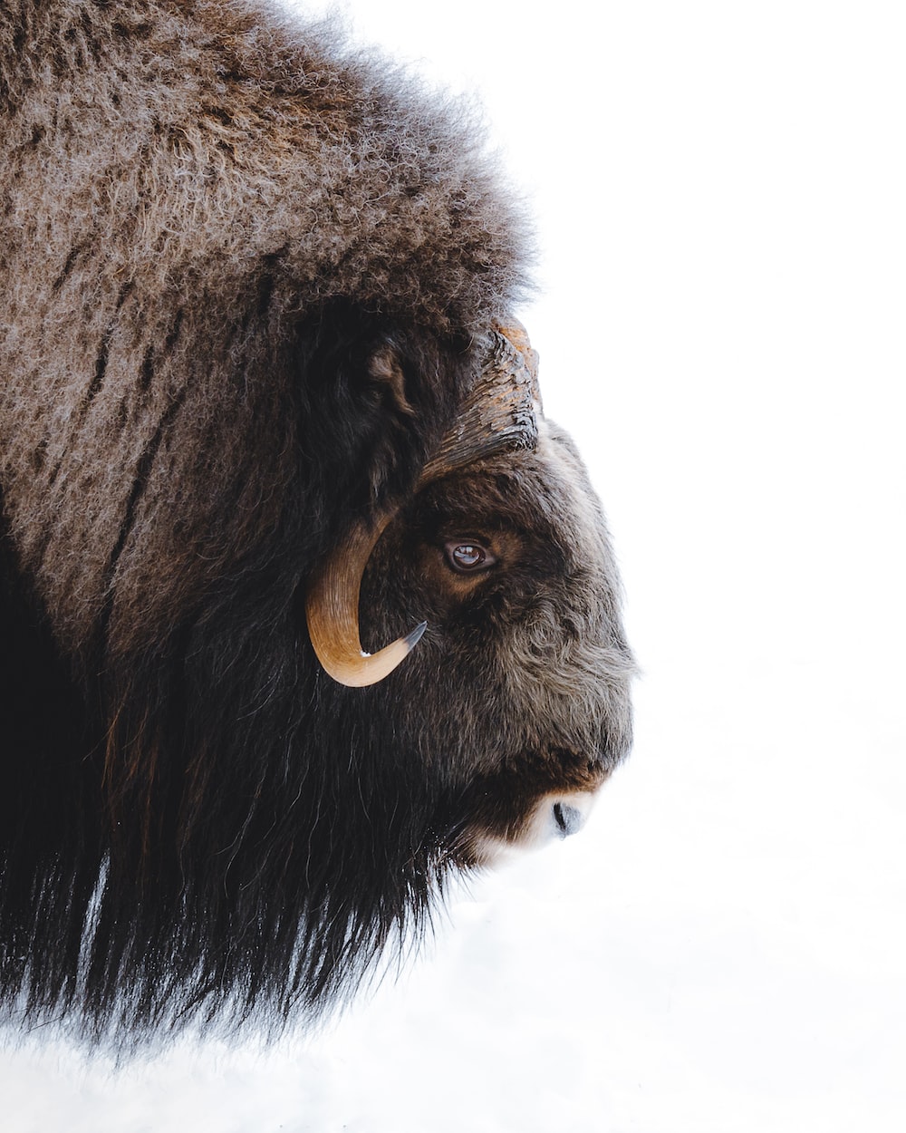 Musk Ox Wallpapers - Wallpaper Cave