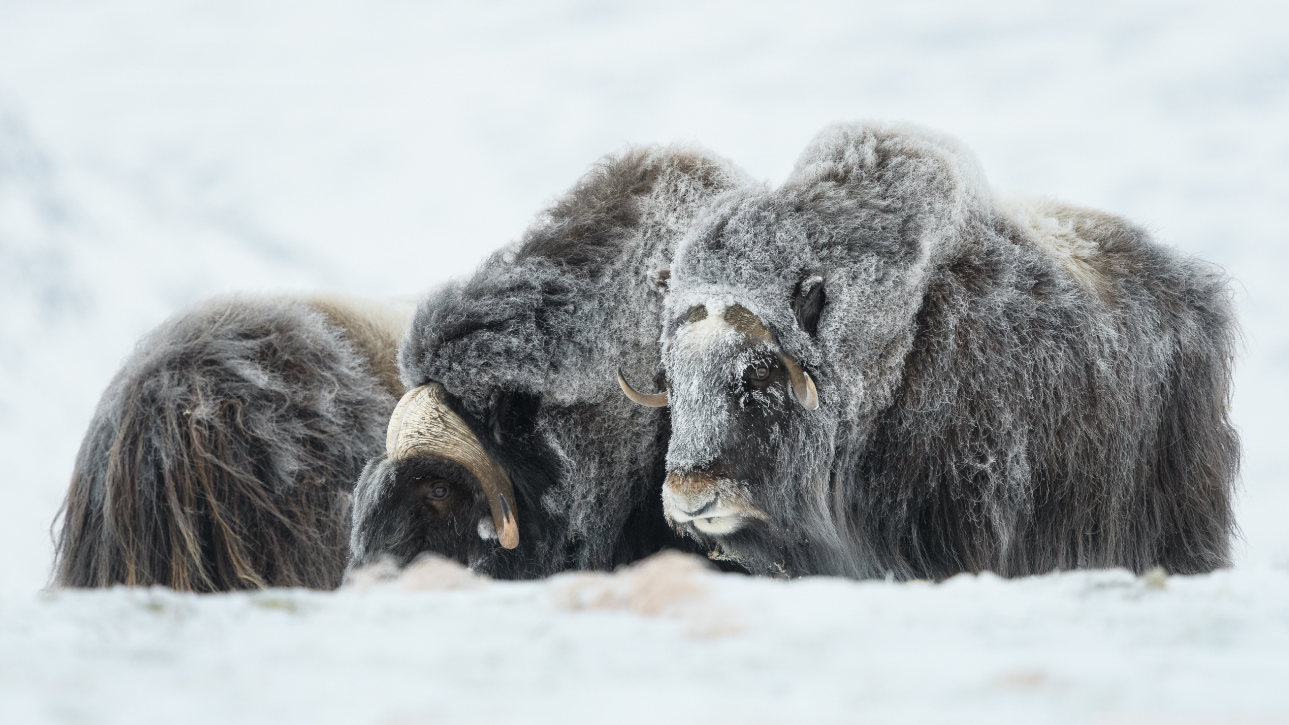 Musk Ox Wallpapers - Wallpaper Cave