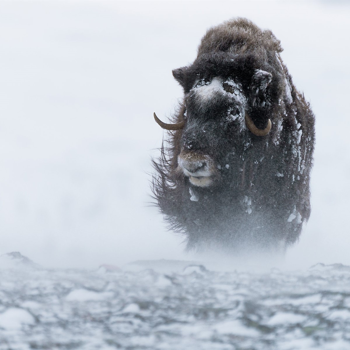 Musk Ox Wallpapers - Wallpaper Cave Musk Ox Wallpapers - Wallpaper Cave