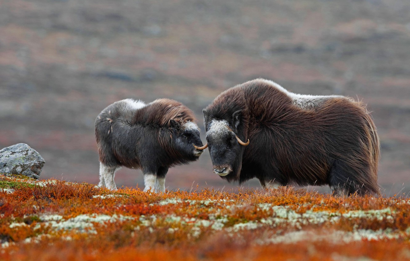 Musk Ox Wallpapers - Wallpaper Cave