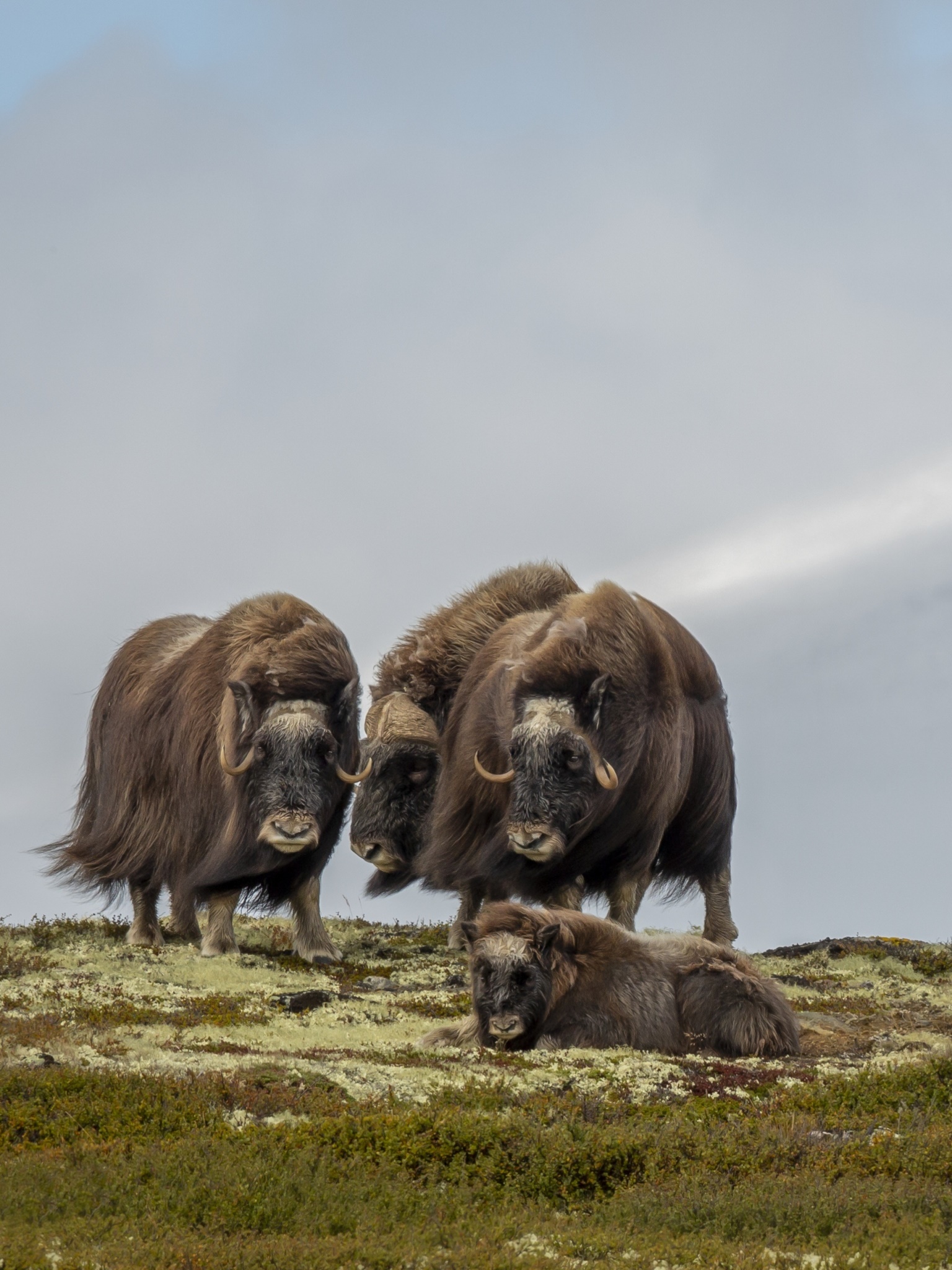 Musk Ox Wallpapers - Wallpaper Cave