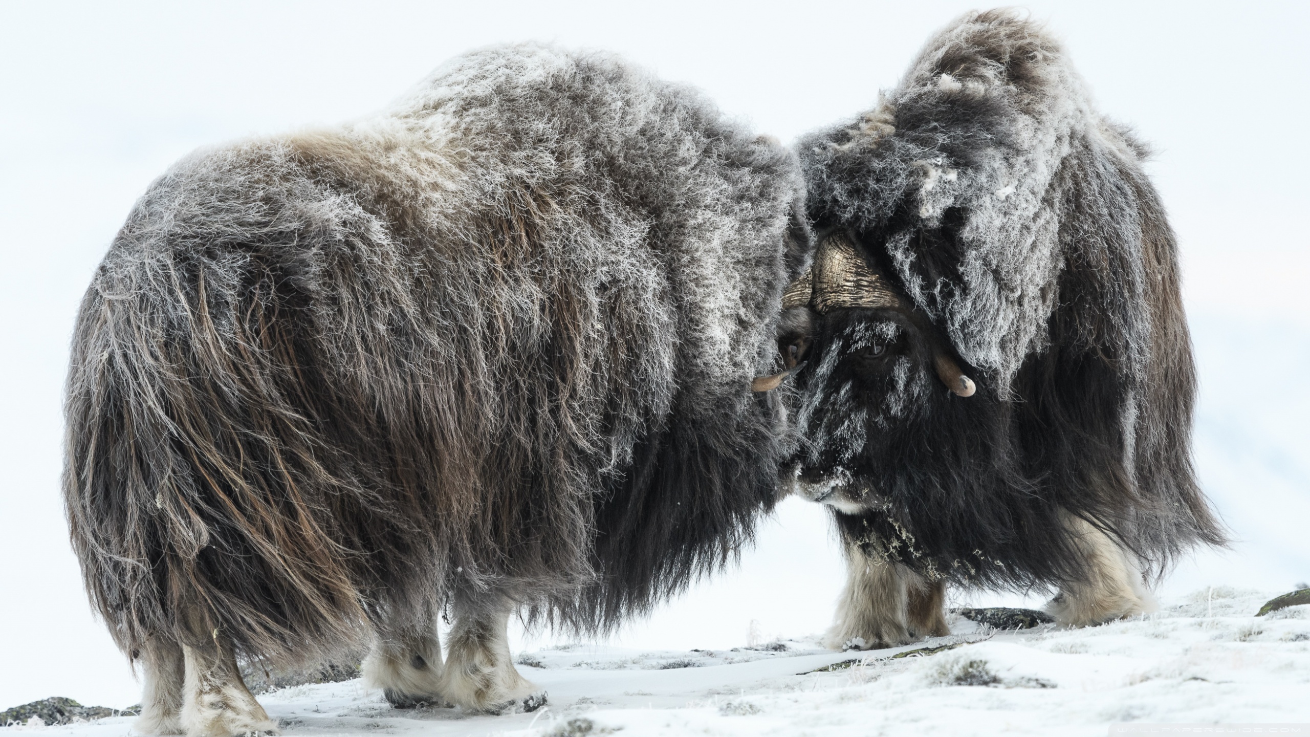 Musk Ox Wallpapers - Wallpaper Cave