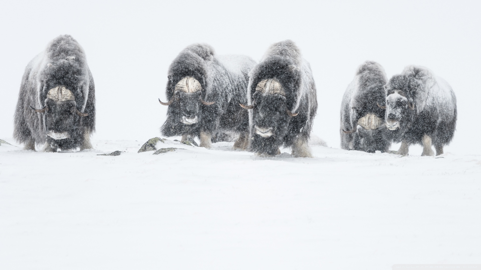 Musk Ox Wallpapers - Wallpaper Cave