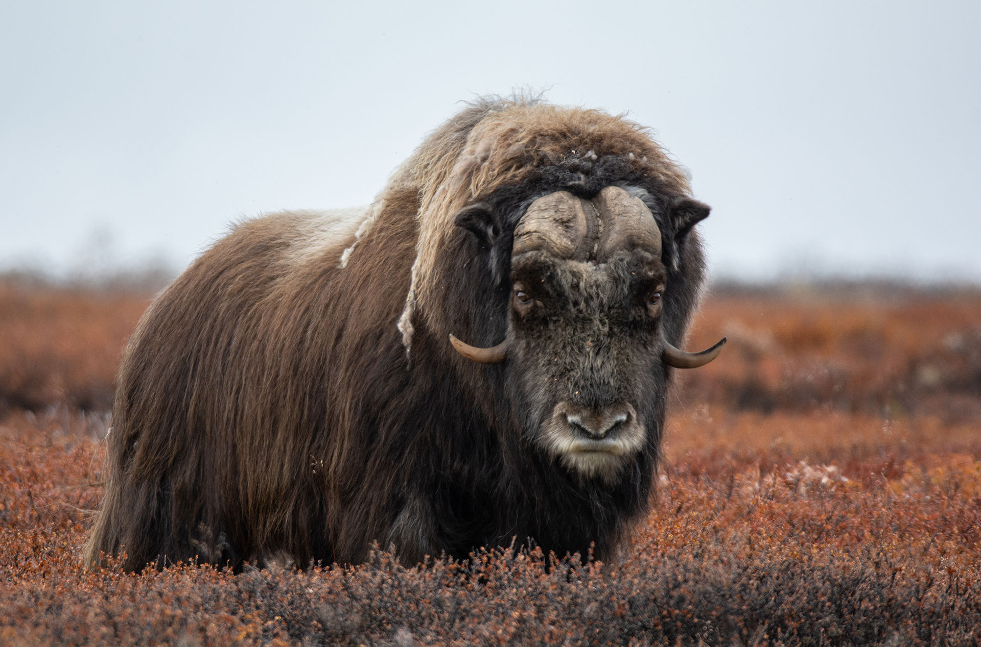 Musk Ox Wallpapers - Wallpaper Cave