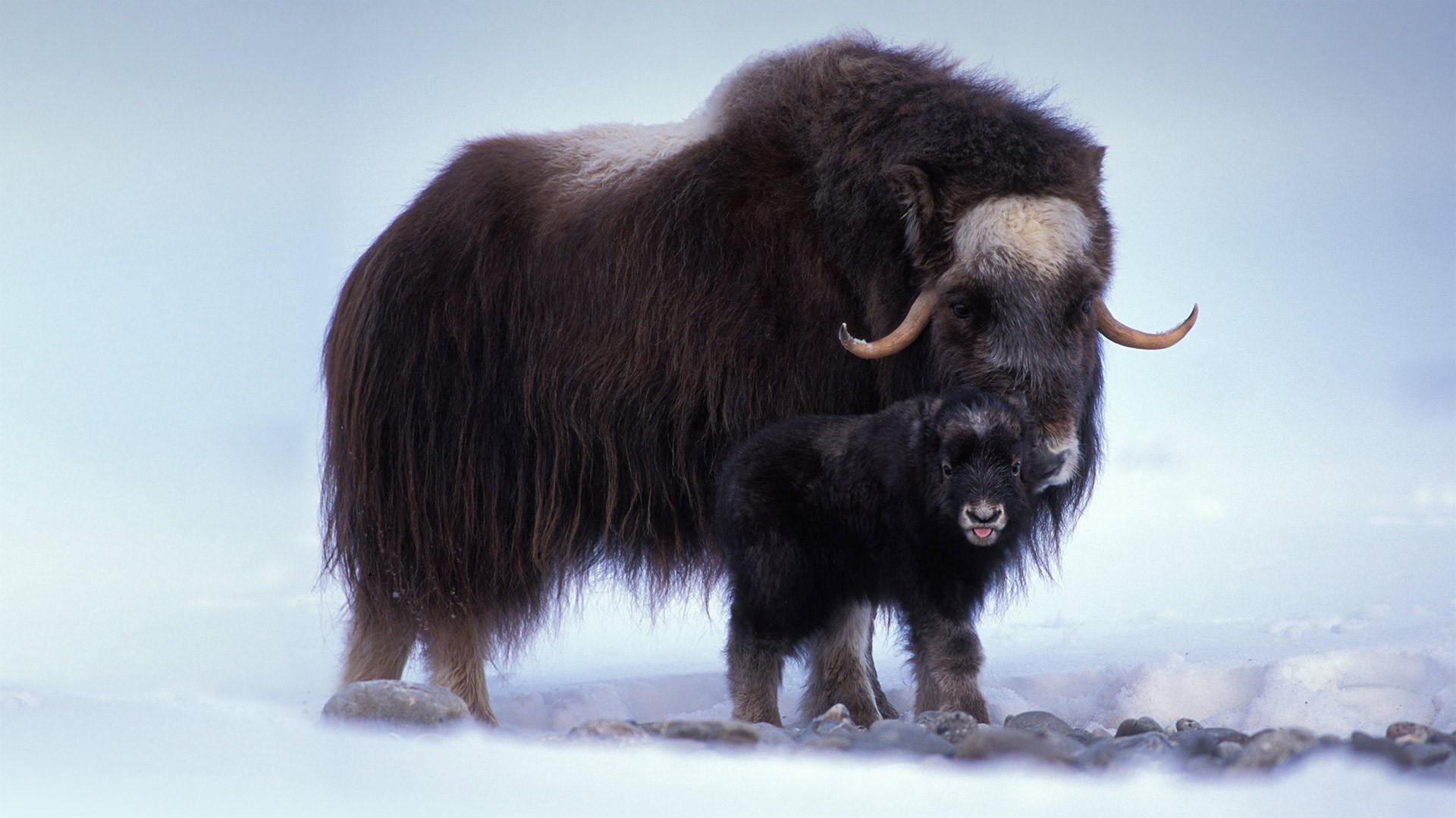 Musk Ox Wallpapers - Wallpaper Cave