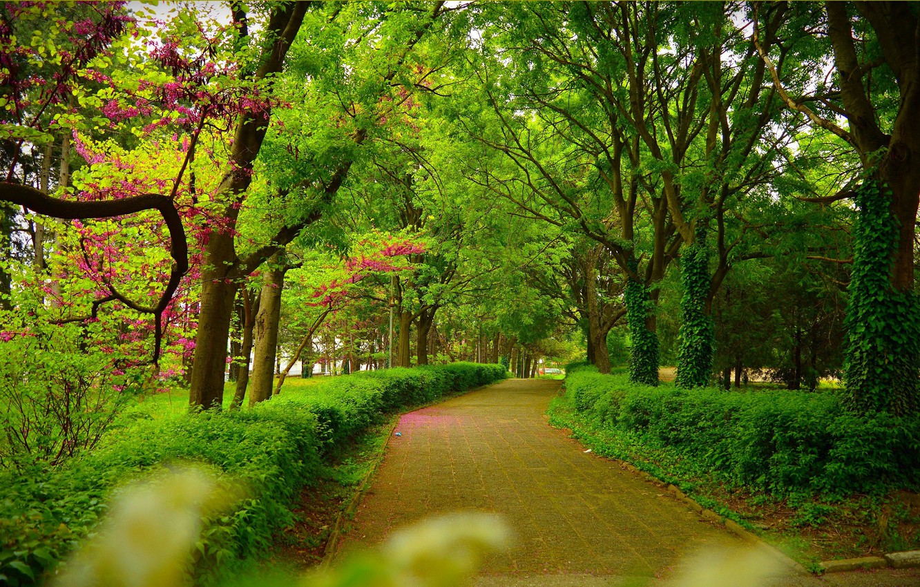 Park Trees Spring Wallpapers - Wallpaper Cave