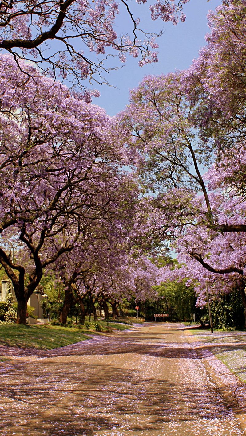 Park Trees Spring Wallpapers - Wallpaper Cave