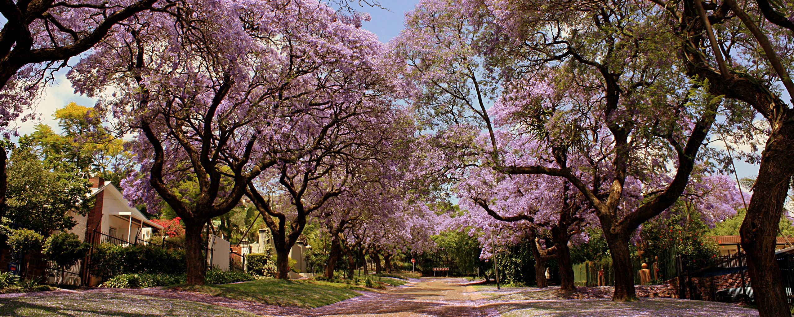 Park Trees Spring Wallpapers - Wallpaper Cave